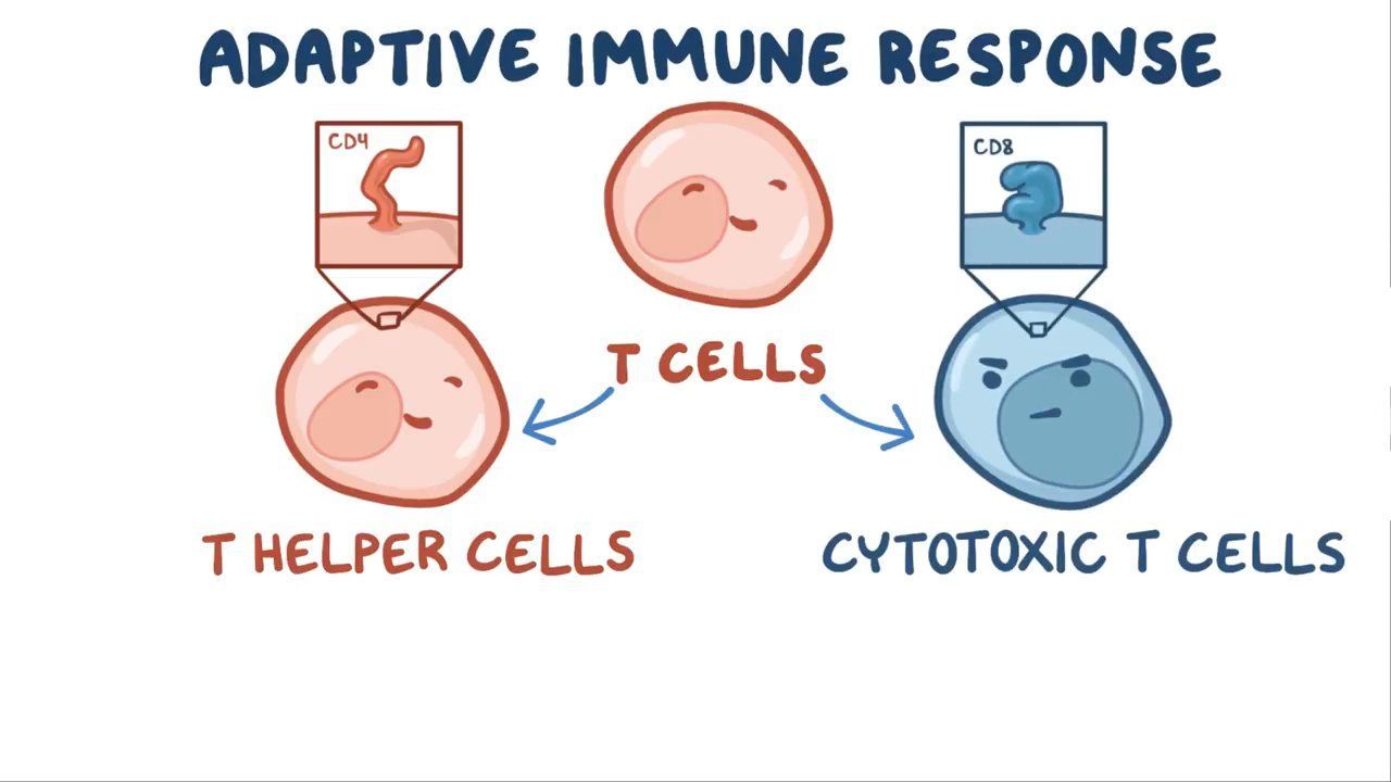 Cell-mediated immunity of CD4 cells - Osmosis