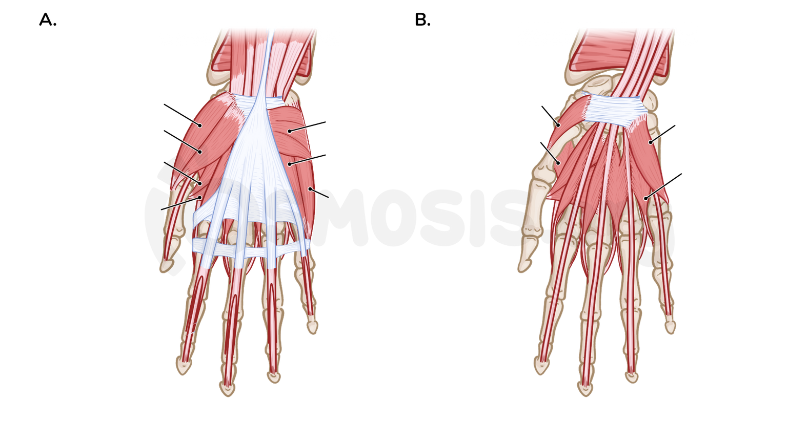 Muscles of the hand | Osmosis