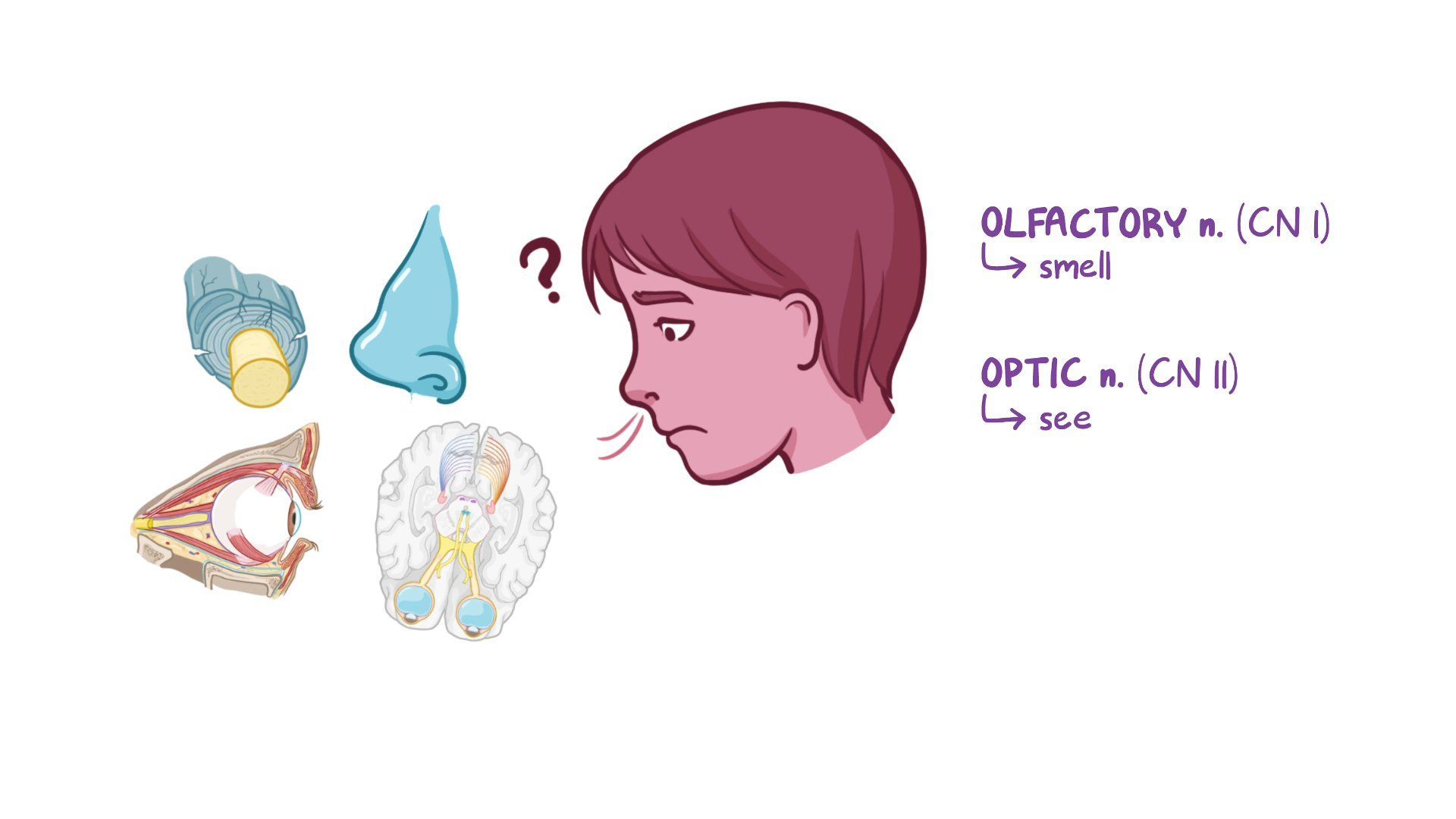 Video: Anatomy clinical correlates: Olfactory (CN I) and optic (CN II ...