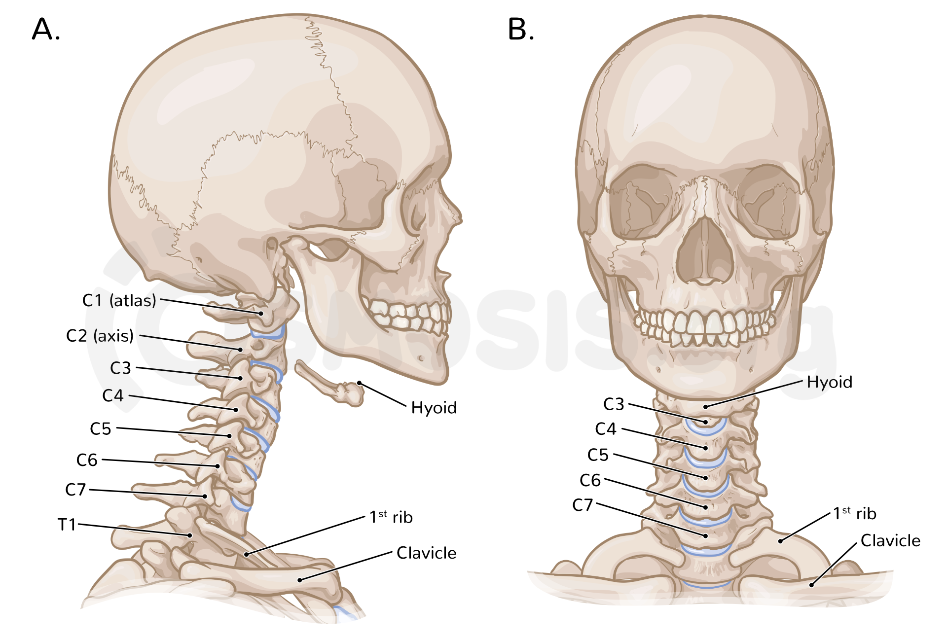 Neck Bone Diagram Neck Bone Diagram