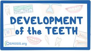Video poster for Development of the Teeth