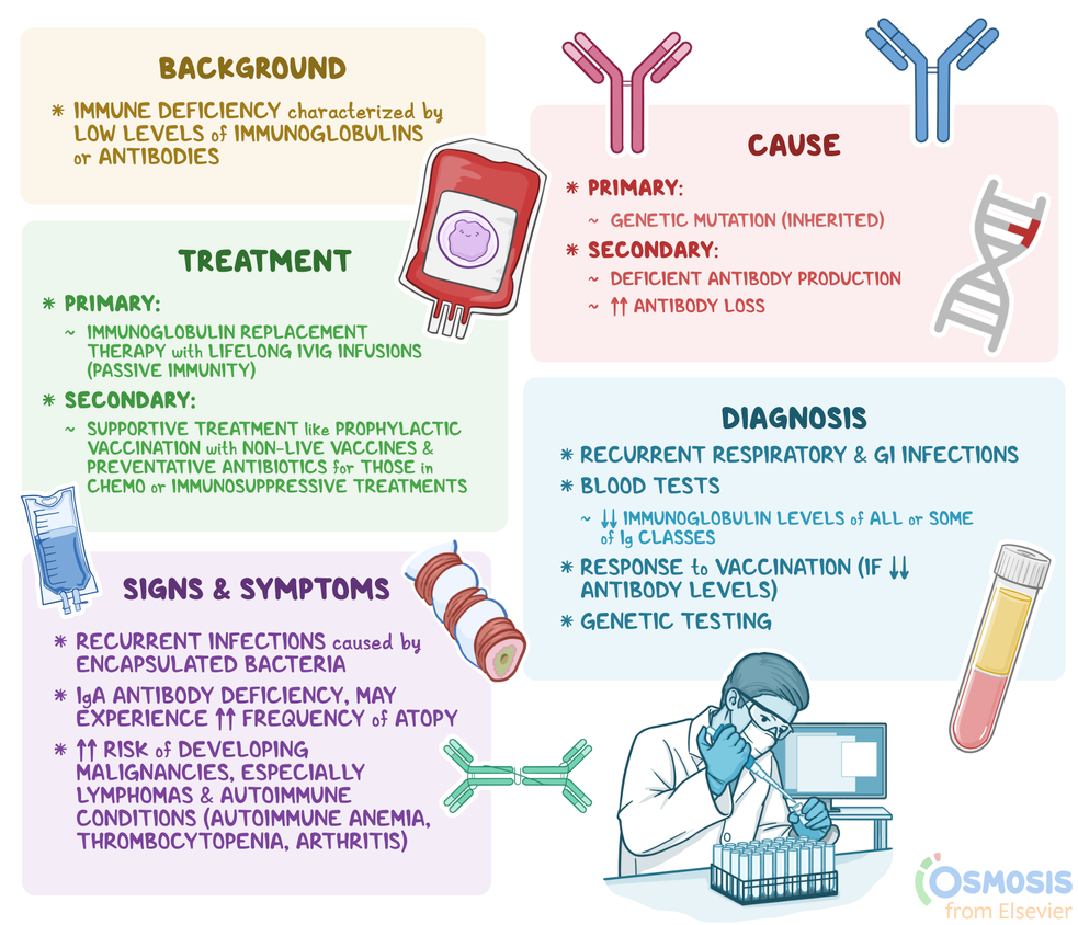 Hypogammaglobulinemia What Is It Causes Treatment And 45 OFF