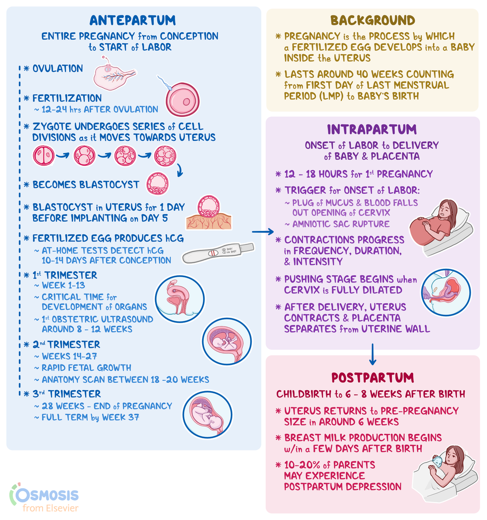 Stages Of Pregnancy Antepartum Intrapartum And Postpartum Osmosis