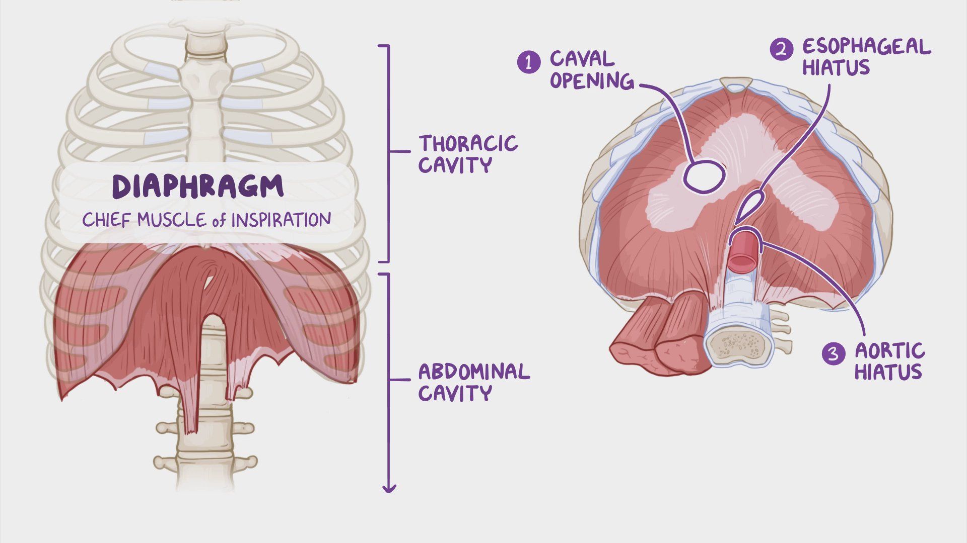 Diaphragm Muscle Diagram Belly Breathing Restore Rehabilitation Inc.