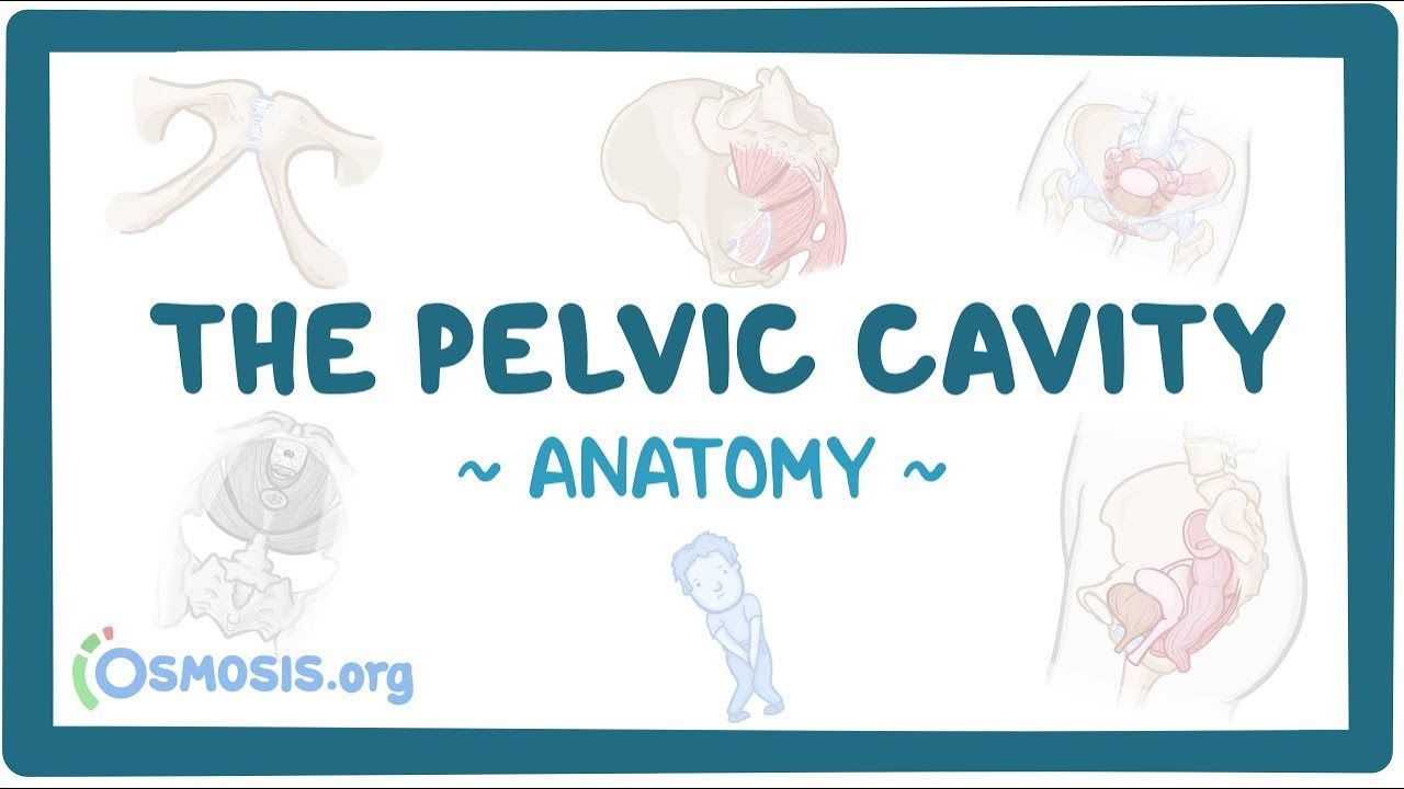 Anatomy of the pelvic cavity - Osmosis