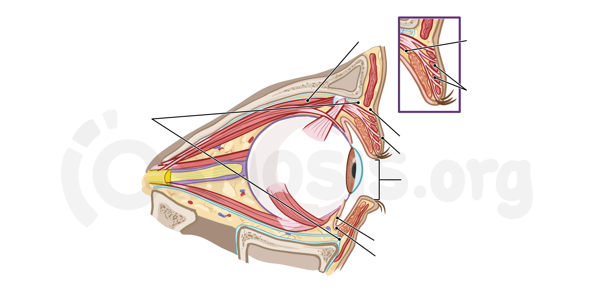 Anatomy of the orbit | Osmosis