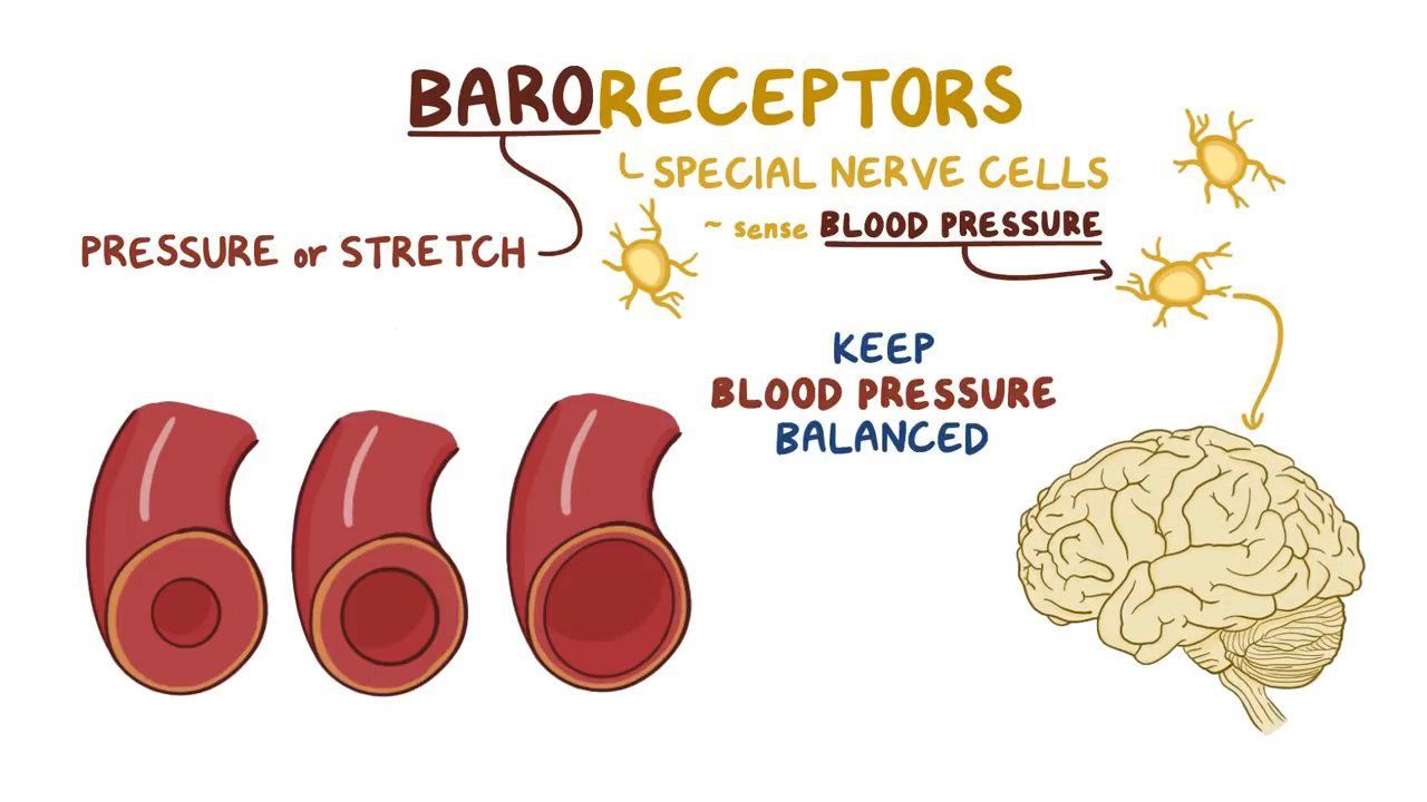 Baroreceptors Osmosis Baroreceptors Osmosis
