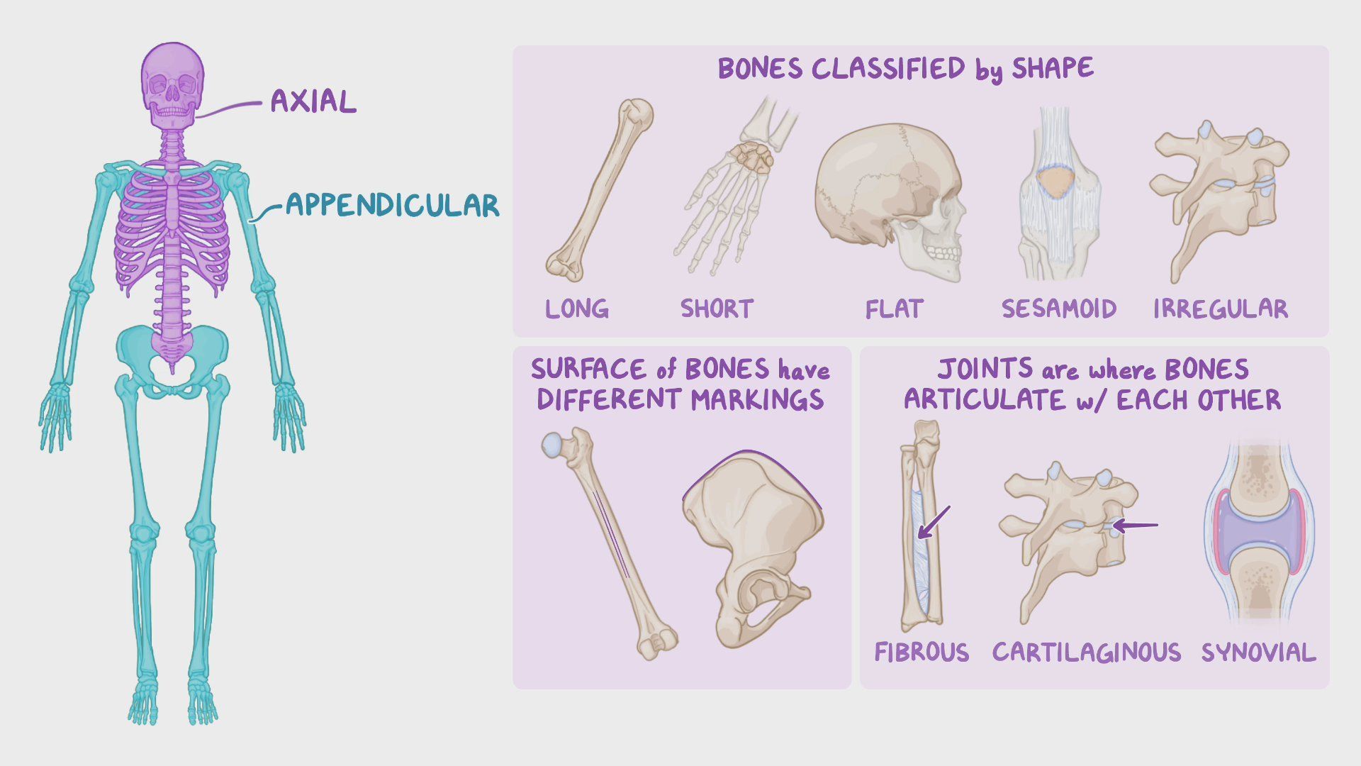 Video Introduction To The Skeletal System Osmosis Video Introduction To The Skeletal System Osmosis