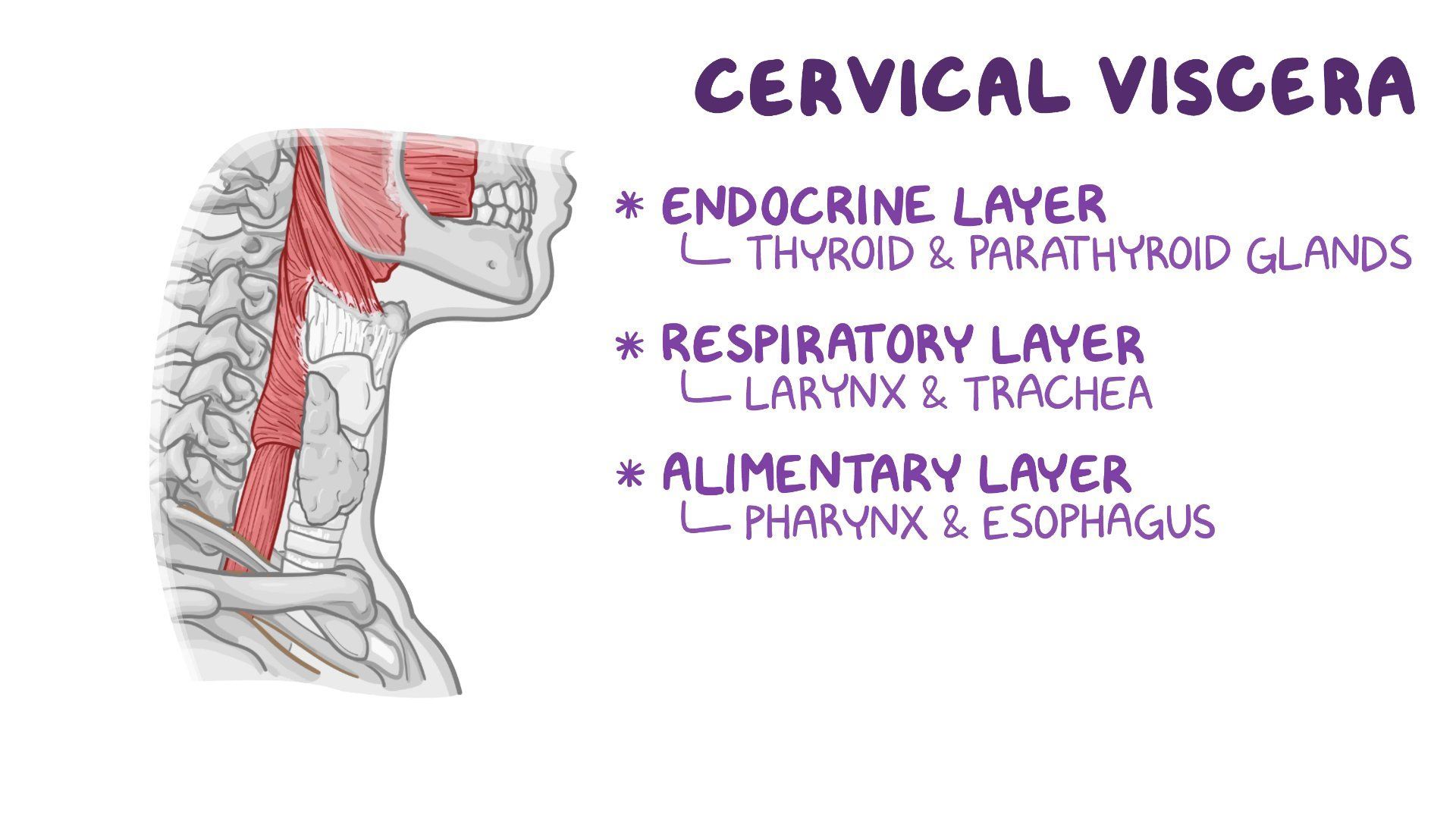 The Larynx Cartilages Muscles Teachmeanatomy General Anatomy Of The