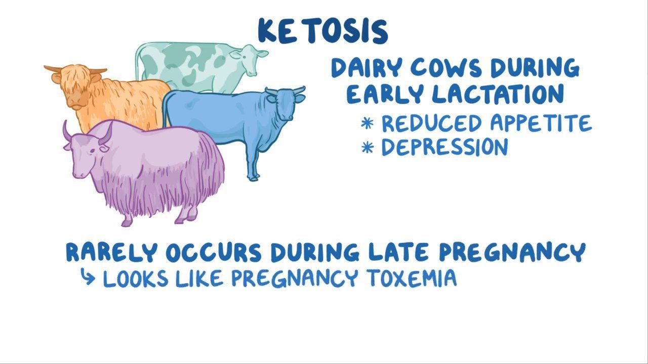 Video: Ketosis in Cattle | Osmosis