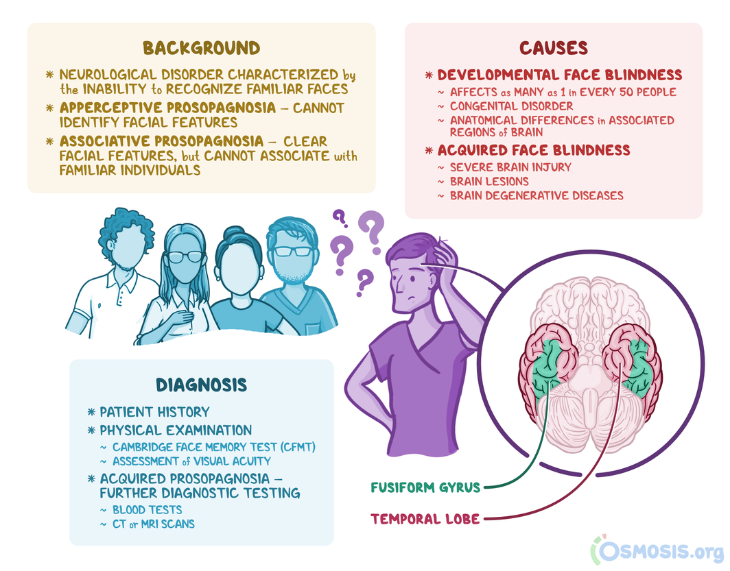 Face Blindness: What Is It, Causes, Diagnosis, and More | Osmosis