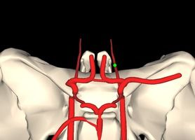 Kiesselbach Plexus: What Is It, Location, Function, and More | Osmosis