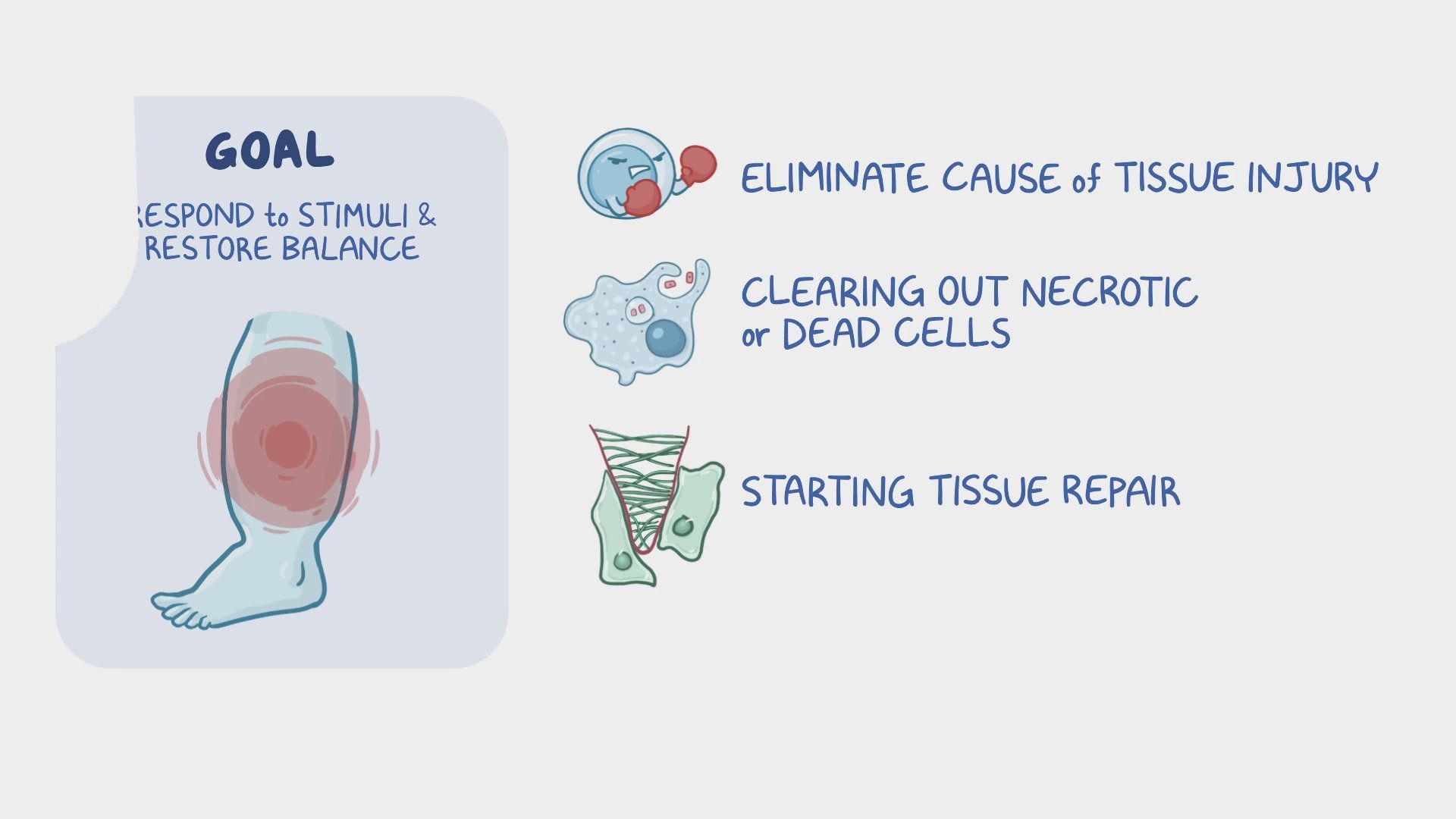Video: Inflammatory process: Nursing | Osmosis