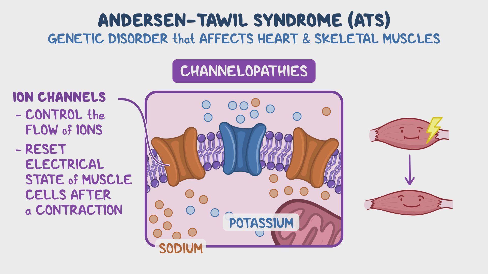 Video: Andersen-Tawil syndrome: Year of the Zebra 2025 | Osmosis