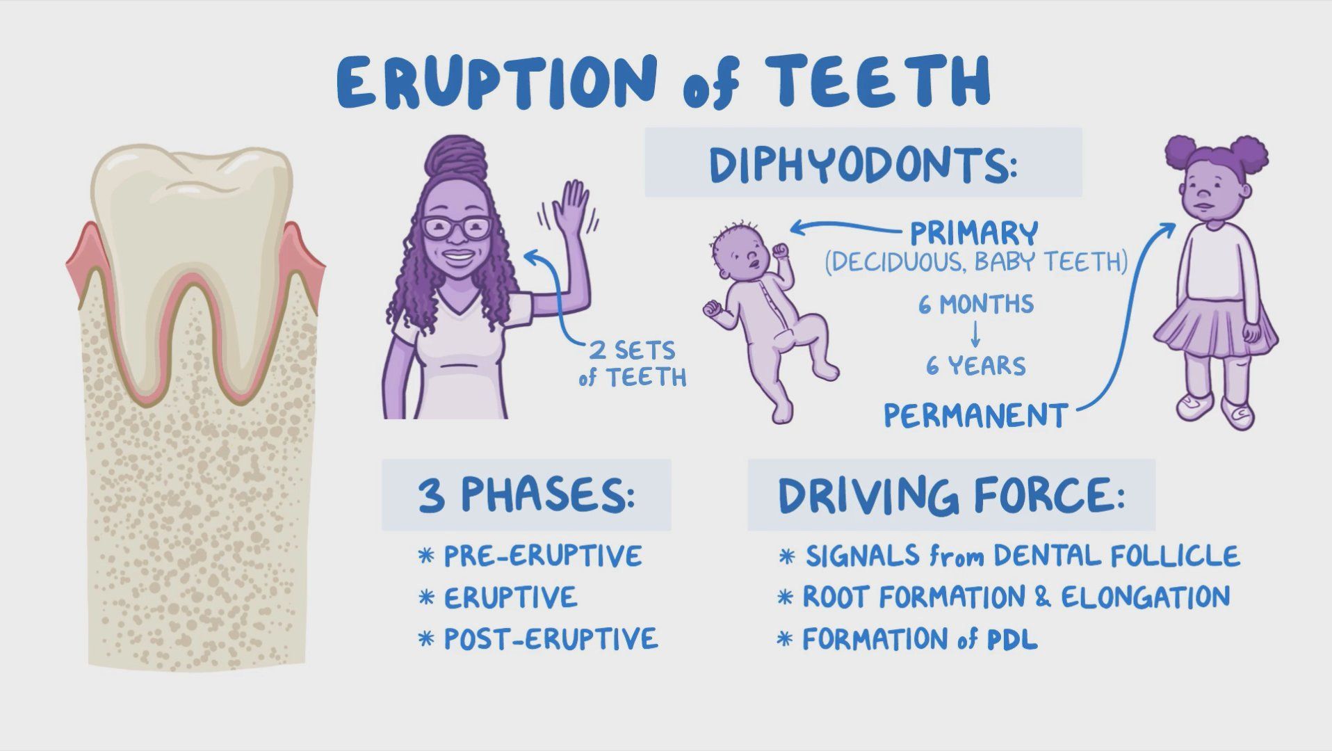 Video: Eruption of primary and permanent dentitions | Osmosis