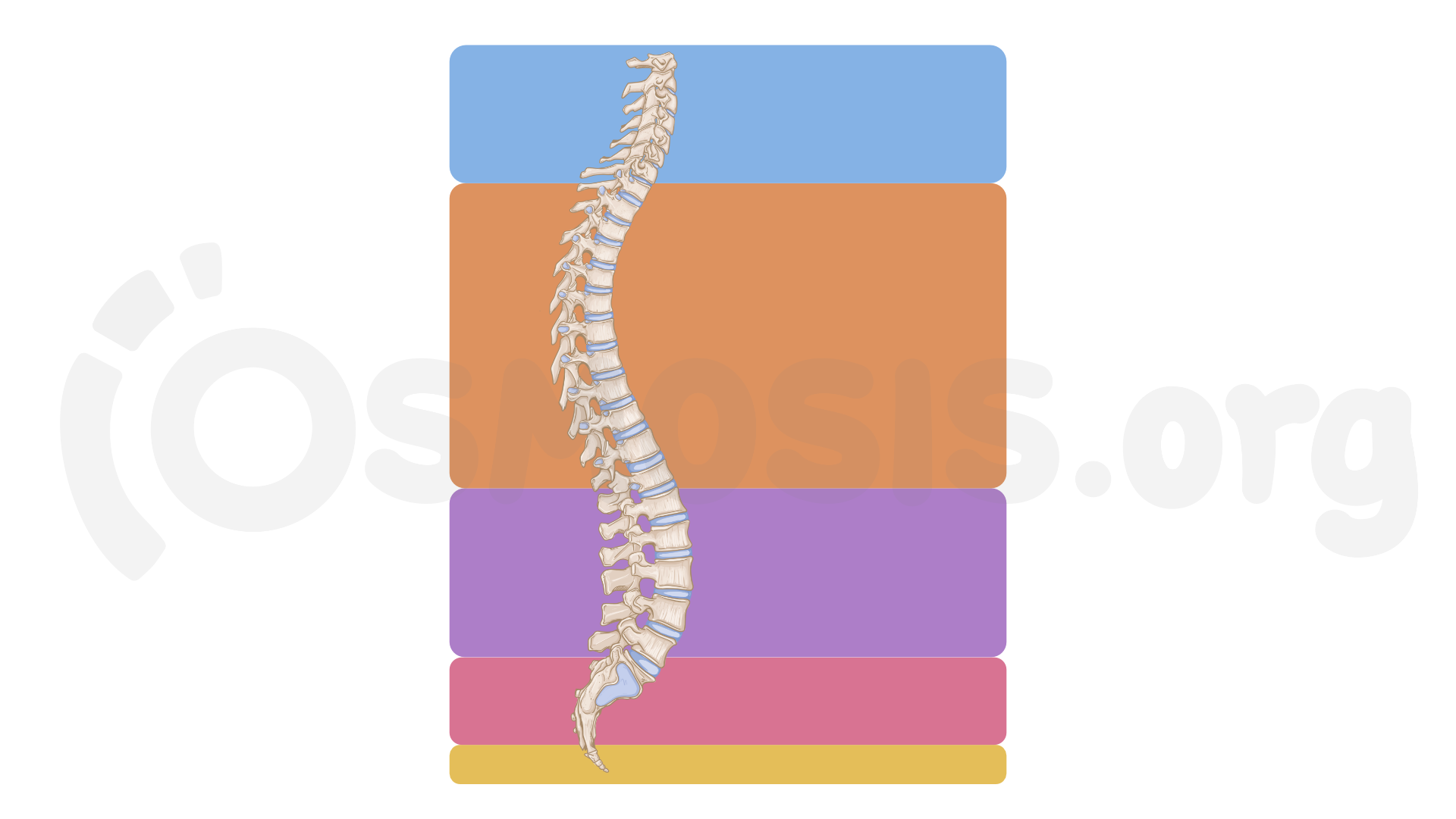 Bones Of The Vertebral Column Osmosis Bones Of The Vertebral Column Osmosis