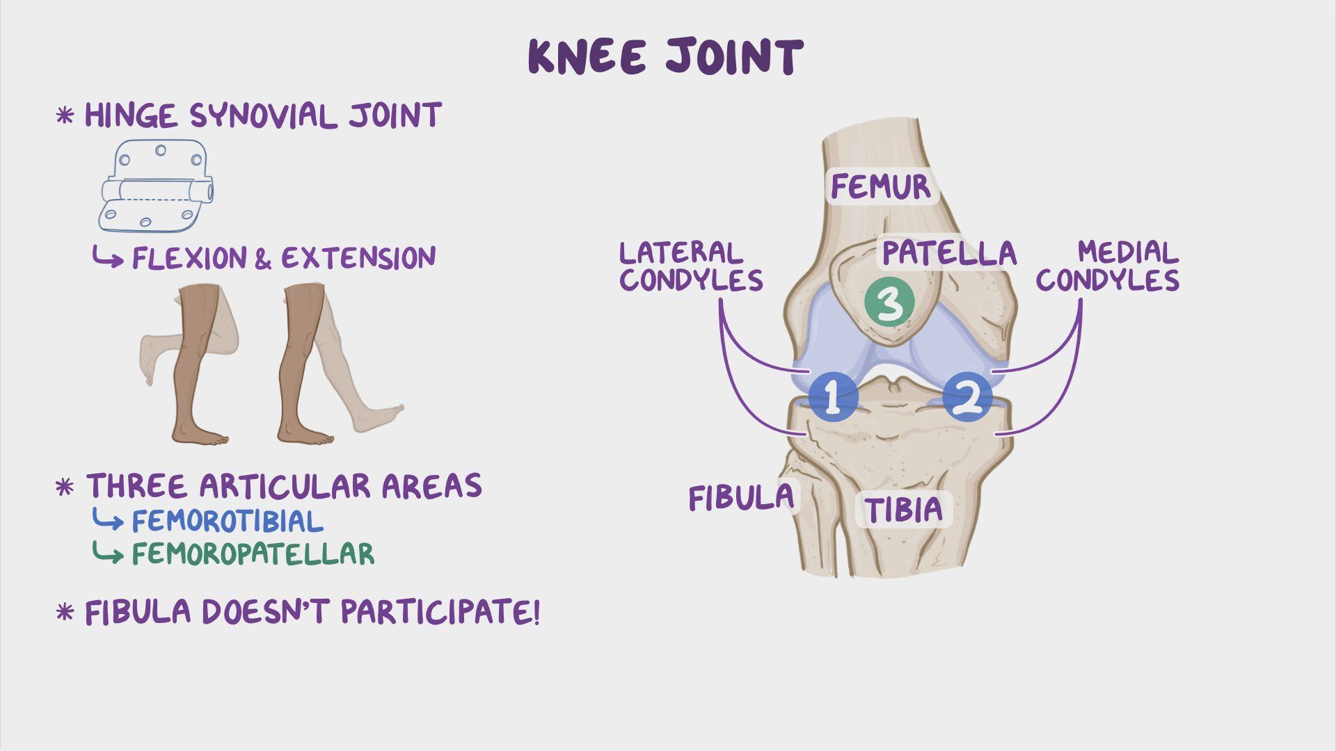 Anatomy of the knee joint - Osmosis