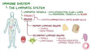Ghon Complex: What Is It, Causes, Diagnosis, Treatment, and More | Osmosis