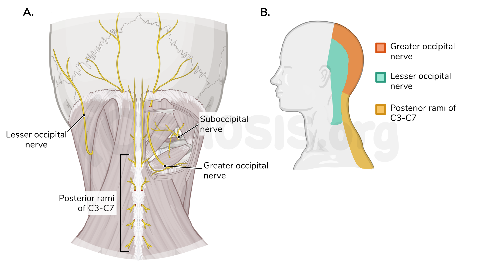 Anatomy of the suboccipital region | Osmosis