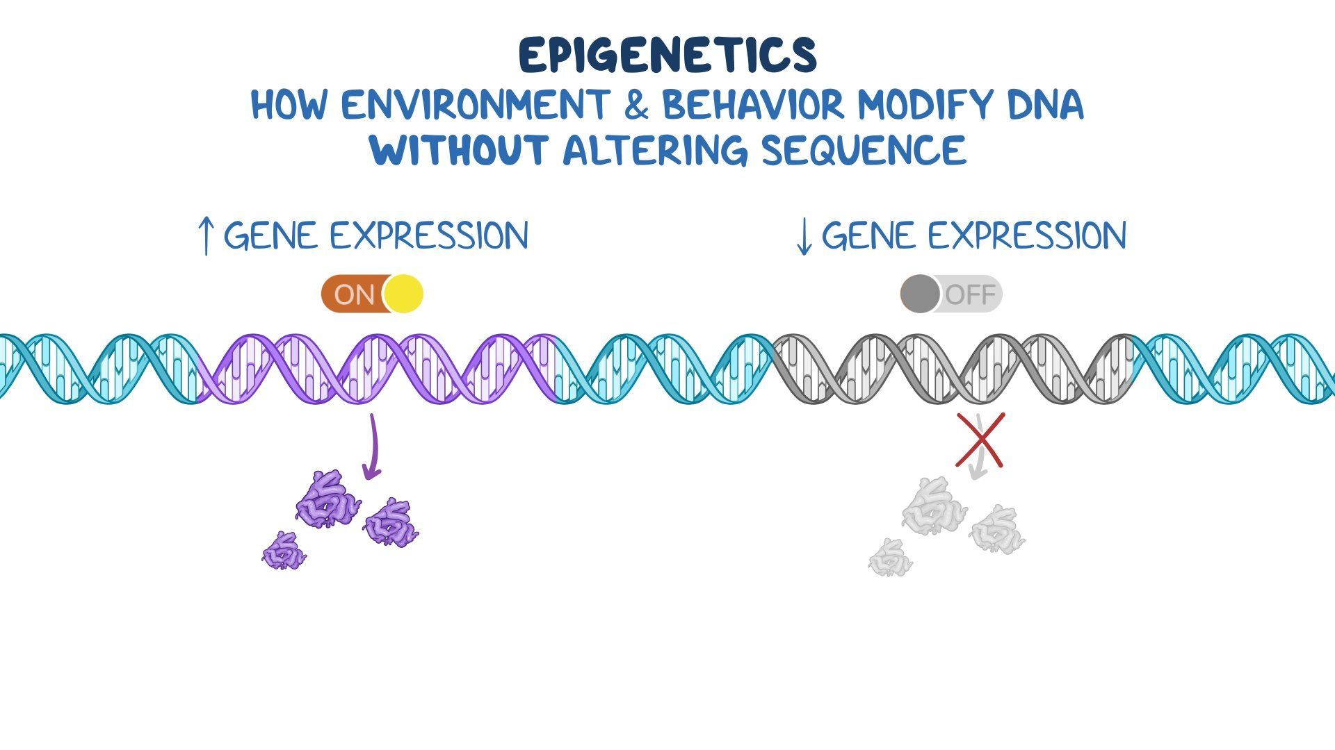 Video: Epigenetics: Nursing pathophysiology | Osmosis