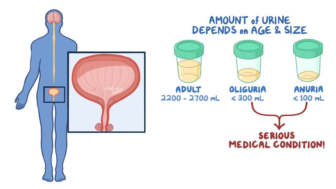 Video: GI/GU: Assisting with urinary elimination | Osmosis