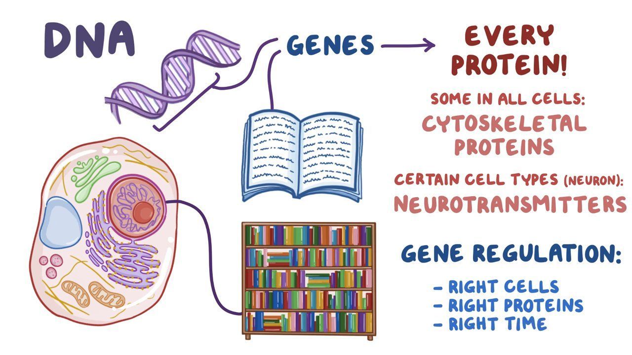Video: Gene regulation | Osmosis