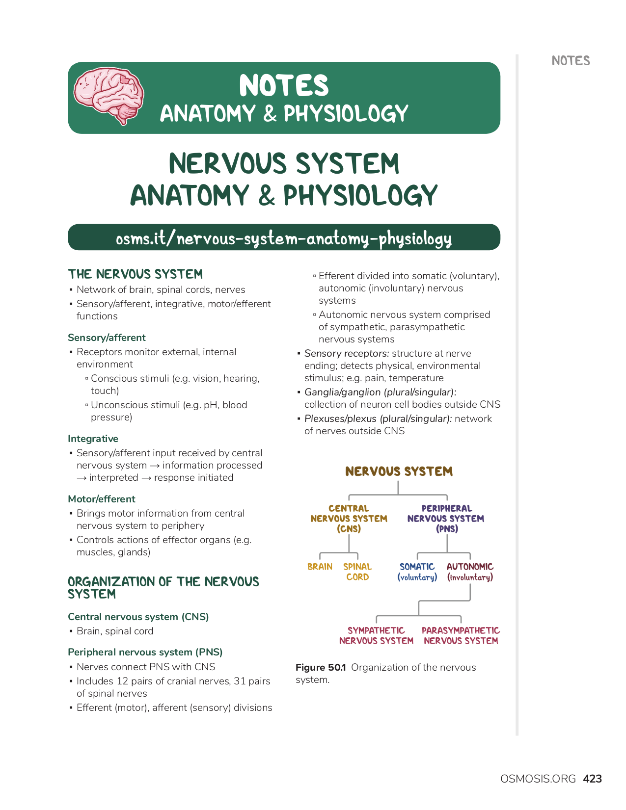 Nervous System Human Anatomy And Physiology Pdf Arocreative