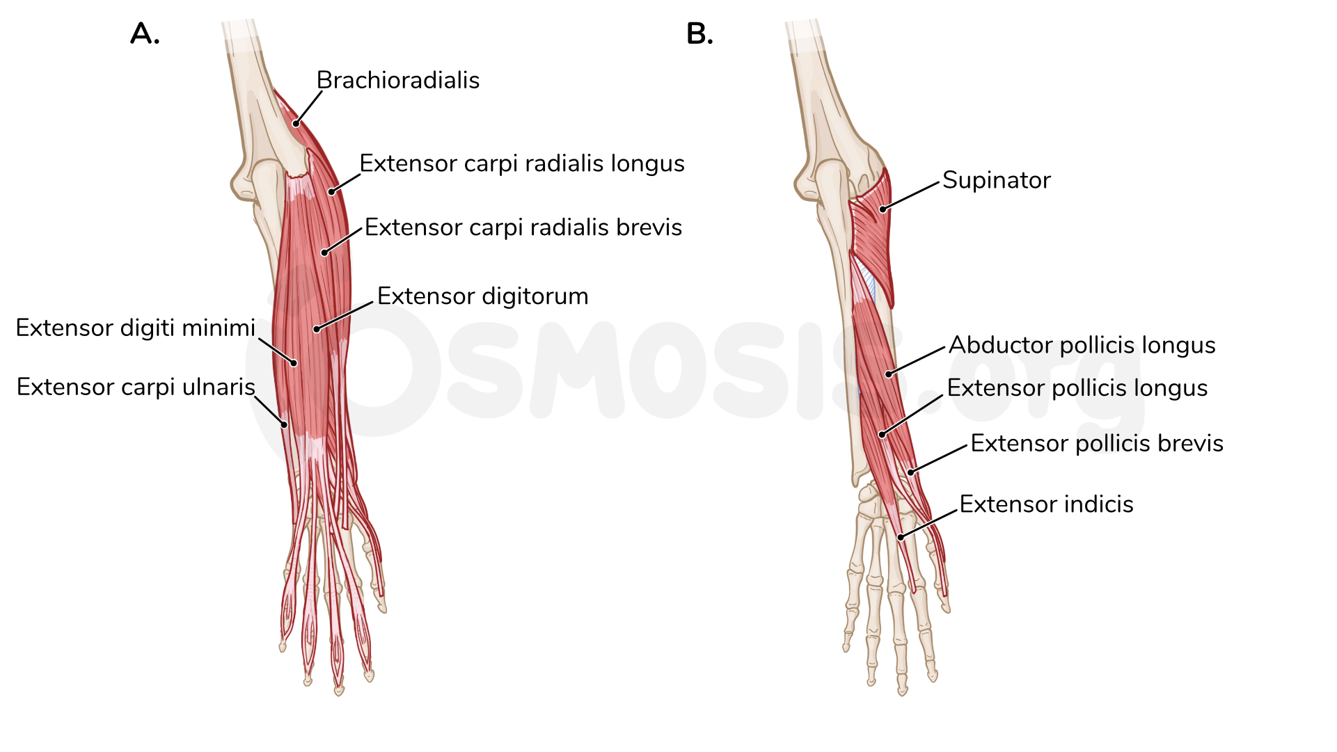 Muscles of the forearm | Osmosis