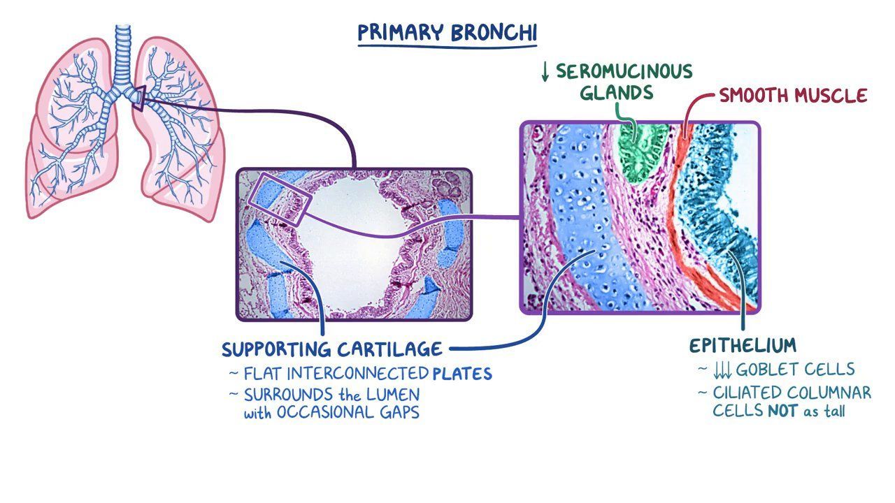 Trachealis Muscle Histology