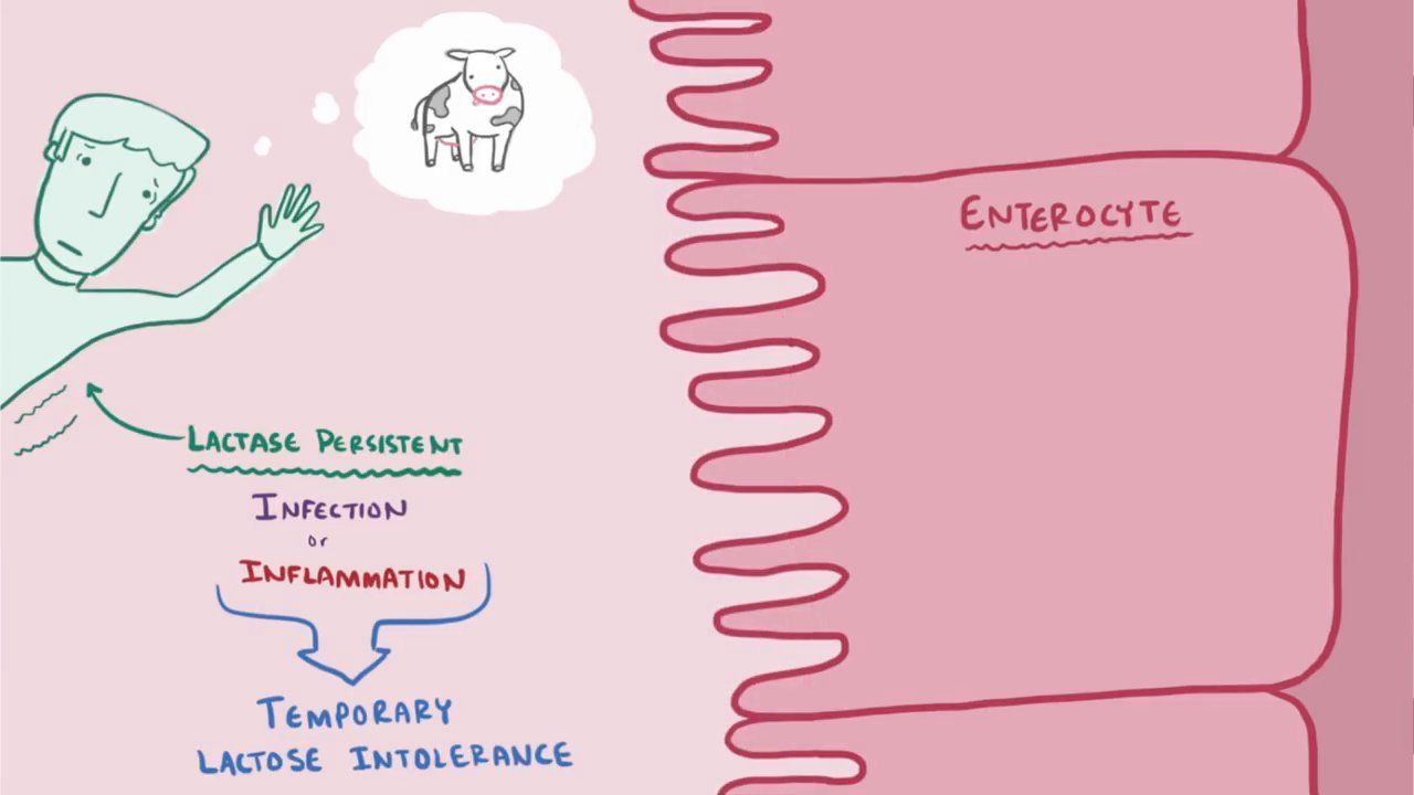 Lactose Intolerance Diagram Lactose Intolerance By % Of Population
