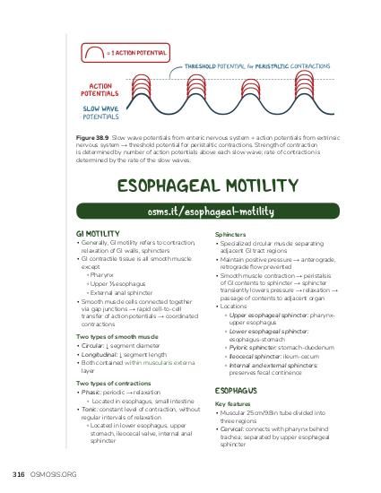 Esophageal motility - Osmosis