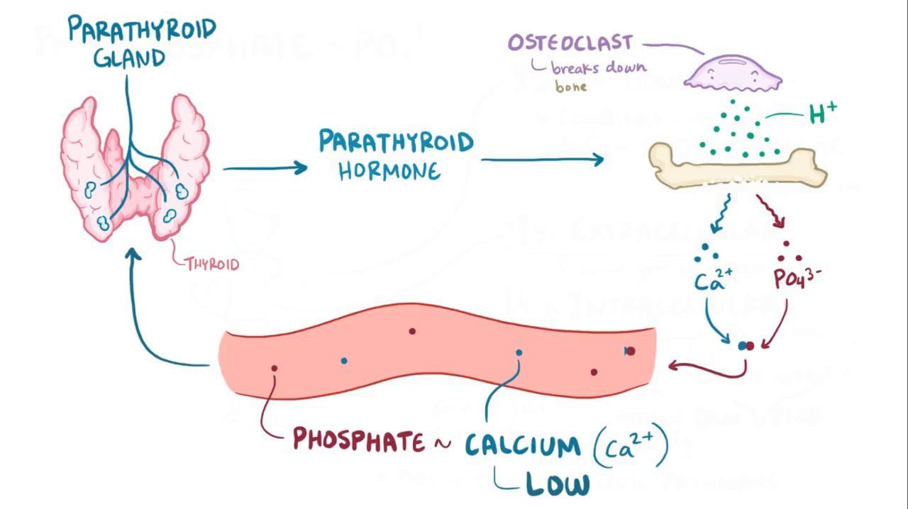 Video: Hyperphosphatemia | Osmosis