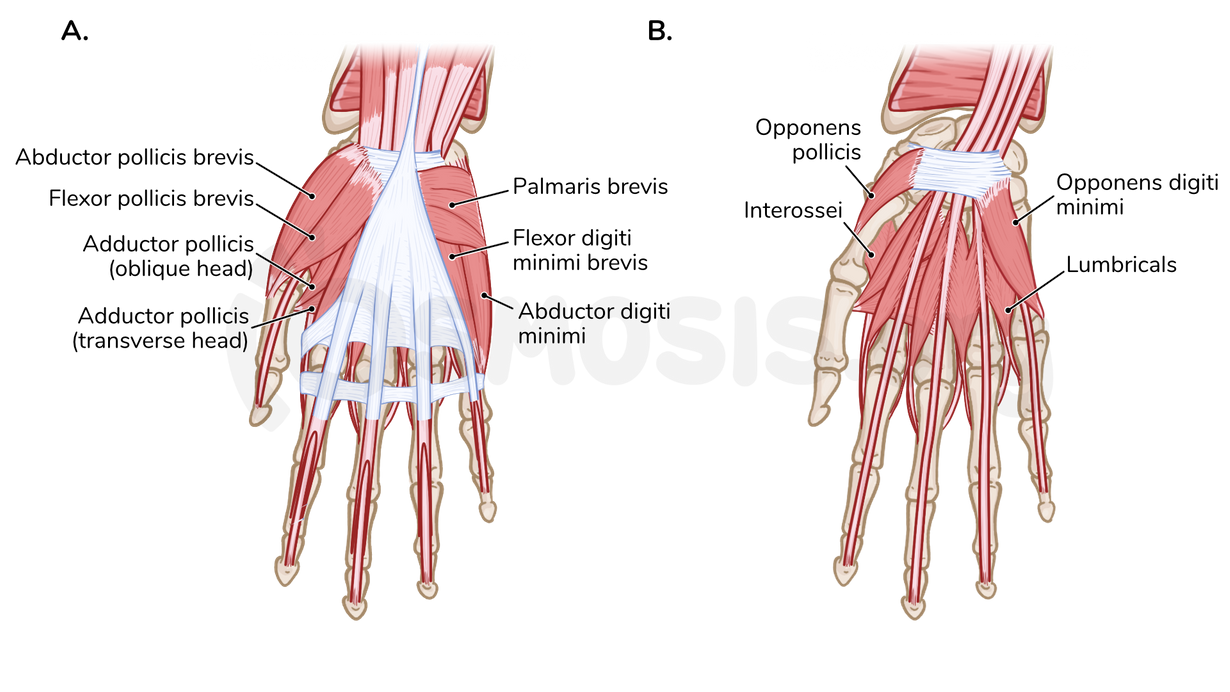 Muscles of the hand | Osmosis