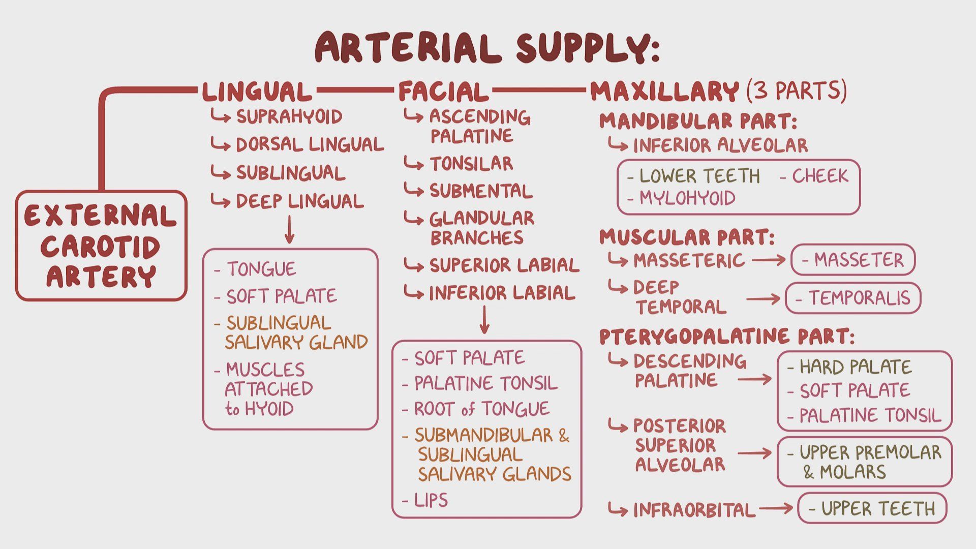 Video: Blood and nerve supply of the oral cavity | Osmosis