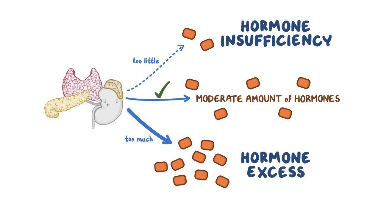 Video: Endocrine system: Hormone insufficiency and excess | Osmosis