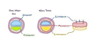 Germ Layers Notes: Diagrams & Illustrations | Osmosis