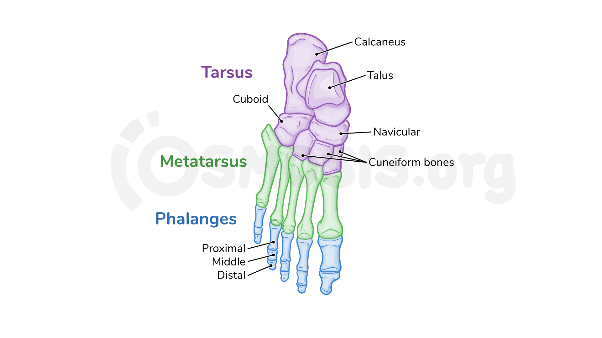 Bones Of The Lower Limb Osmosis Bones Of The Lower Limb Osmosis