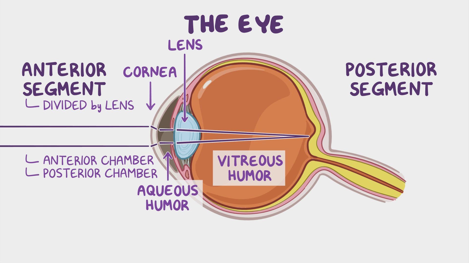 Alila Medical Media Anatomy Of The Eye Orbit Labeled Medical