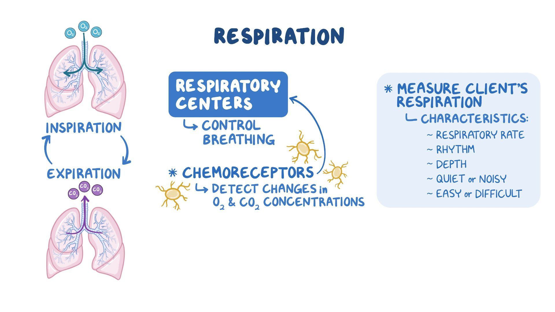Video: Respiratory: Measuring respiration | Osmosis