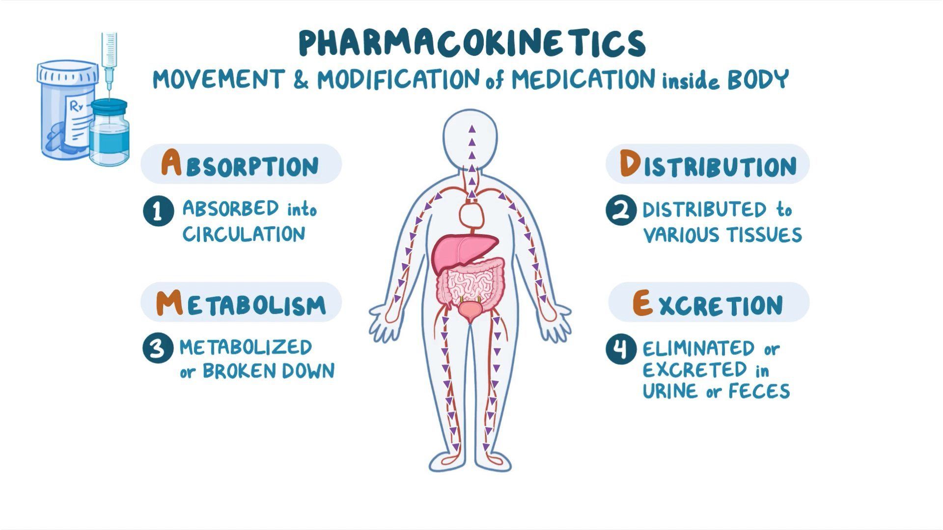 Video: Pharmacokinetics - Metabolism: Nursing pharmacology | Osmosis Video: Pharmacokinetics - Metabolism: Nursing pharmacology | Osmosis