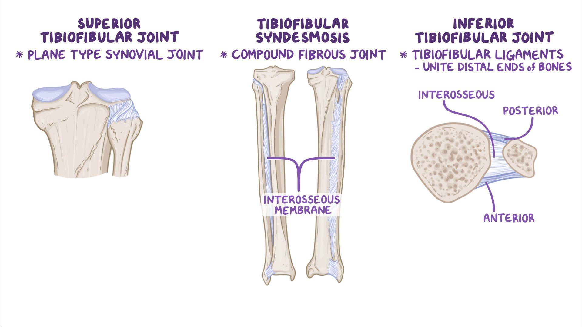 Video: Anatomy of the tibiofibular joints | Osmosis