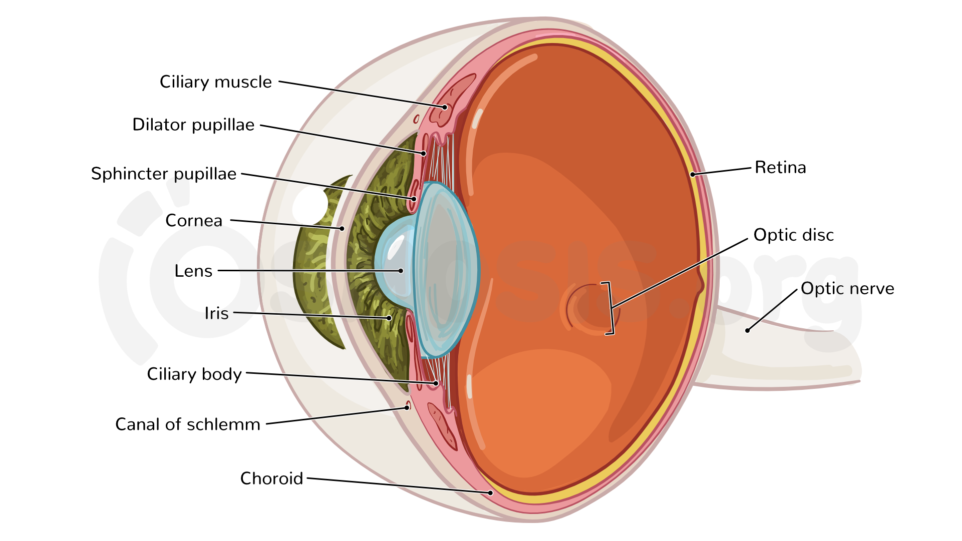 Anatomy Of The Eye Osmosis