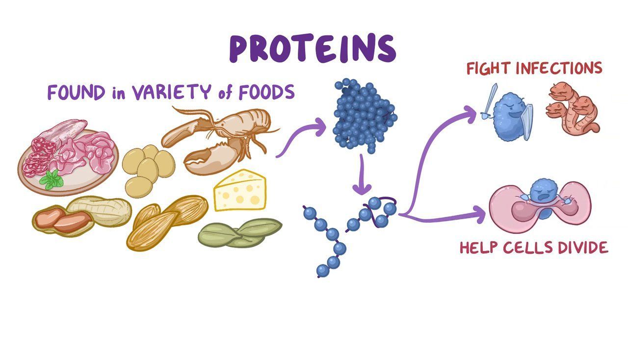 Video Proteins Osmosis Video Proteins Osmosis