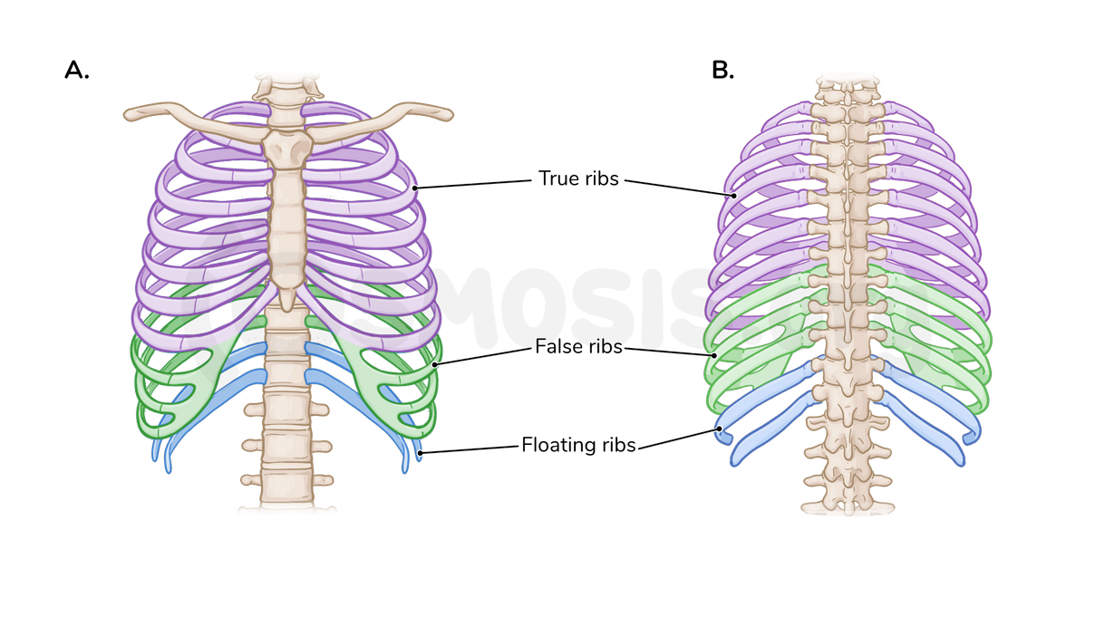 Bones And Joints Of The Thoracic Wall Osmosis Bones And Joints Of The Thoracic Wall Osmosis