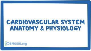 Epicardium: What Is It, Functions, and More | Osmosis