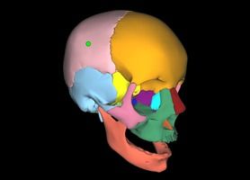 Kiesselbach Plexus: What Is It, Location, Function, and More | Osmosis