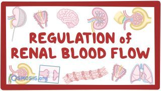 Video poster for Regulation of renal blood flow