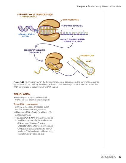 Nitrogen and urea cycle | Osmosis
