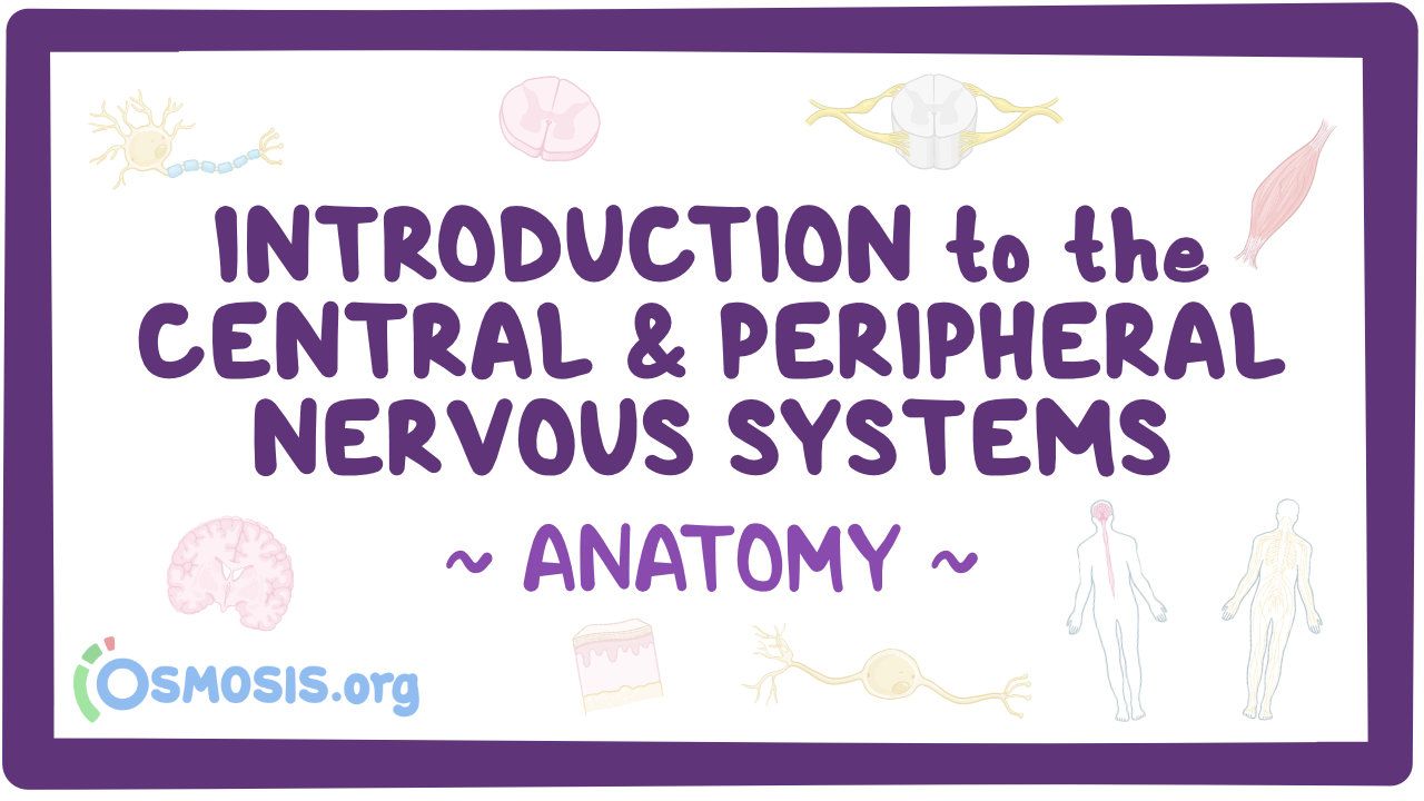 Introduction To The Nervous System Animated Tutorial