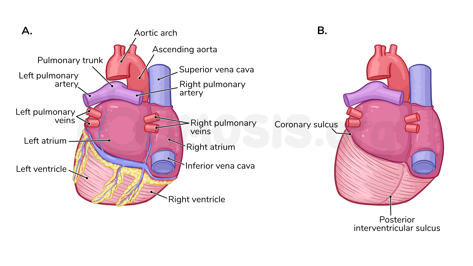 Anatomy Of The Heart Osmosis Anatomy Of The Heart Osmosis
